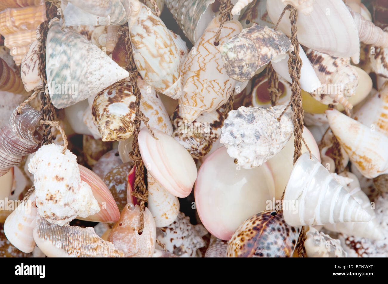 Souvenir shells hi-res stock photography and images - Alamy