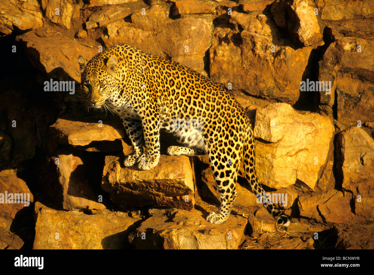 cheetah feline felines Stock Photo - Alamy