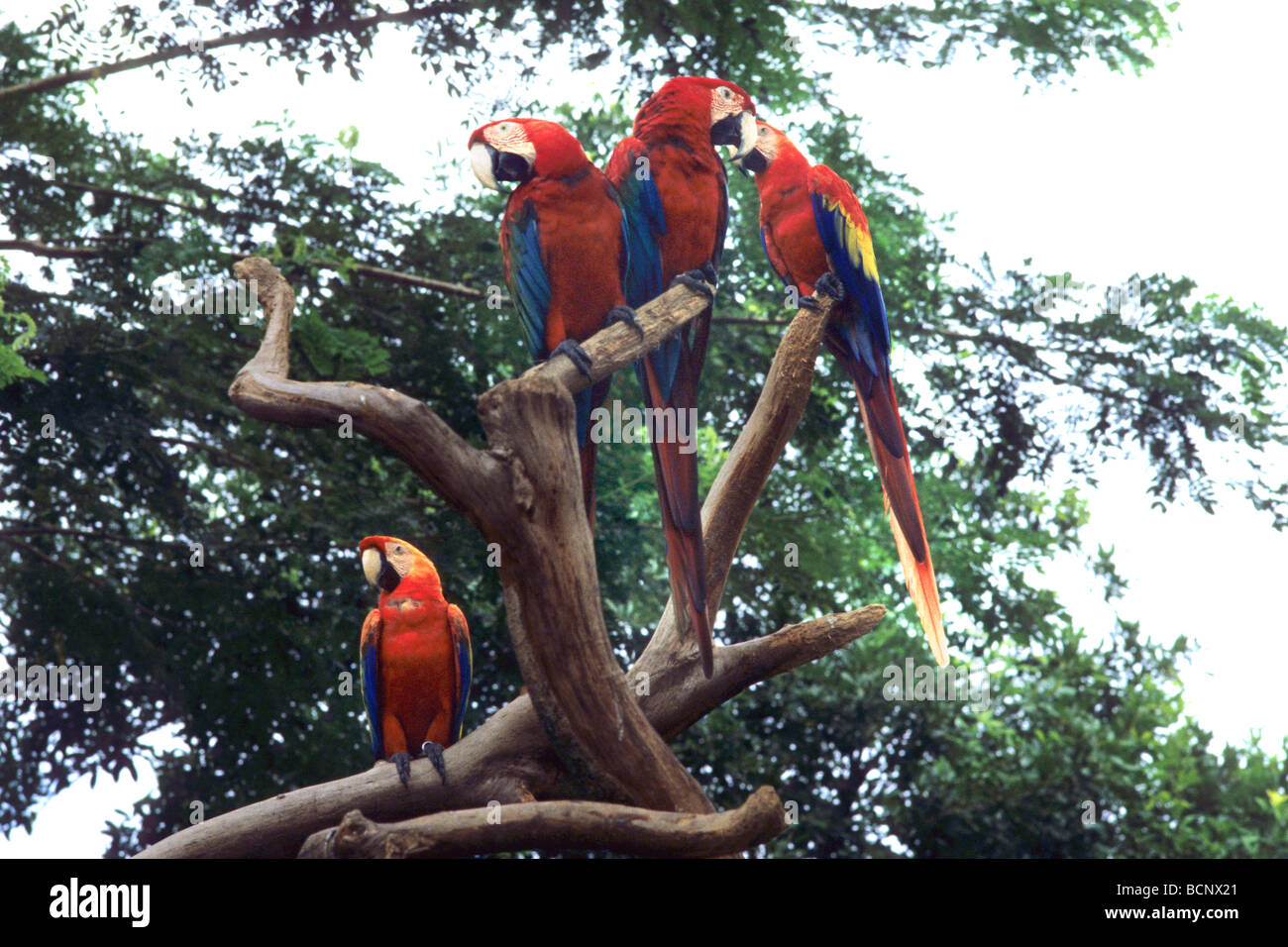 Yawn parrot hi-res stock photography and images - Alamy