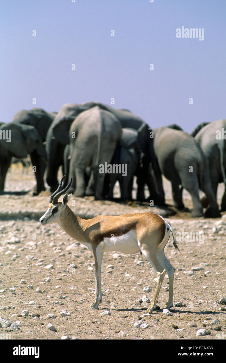 Gazelle anatomy hi-res stock photography and images - Alamy