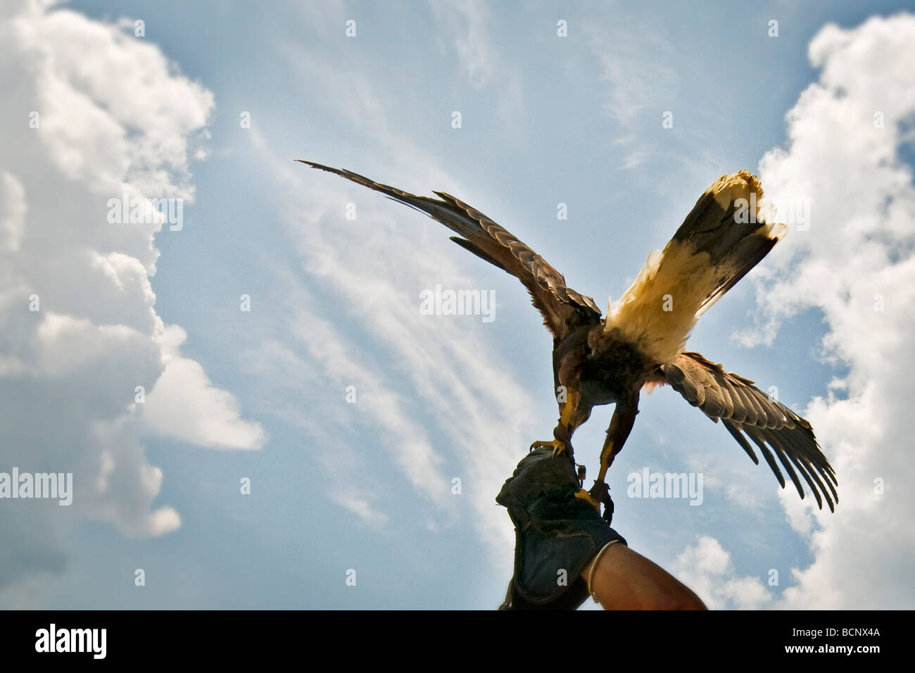 Hawk rapacious predatory bird hi-res stock photography and images - Alamy