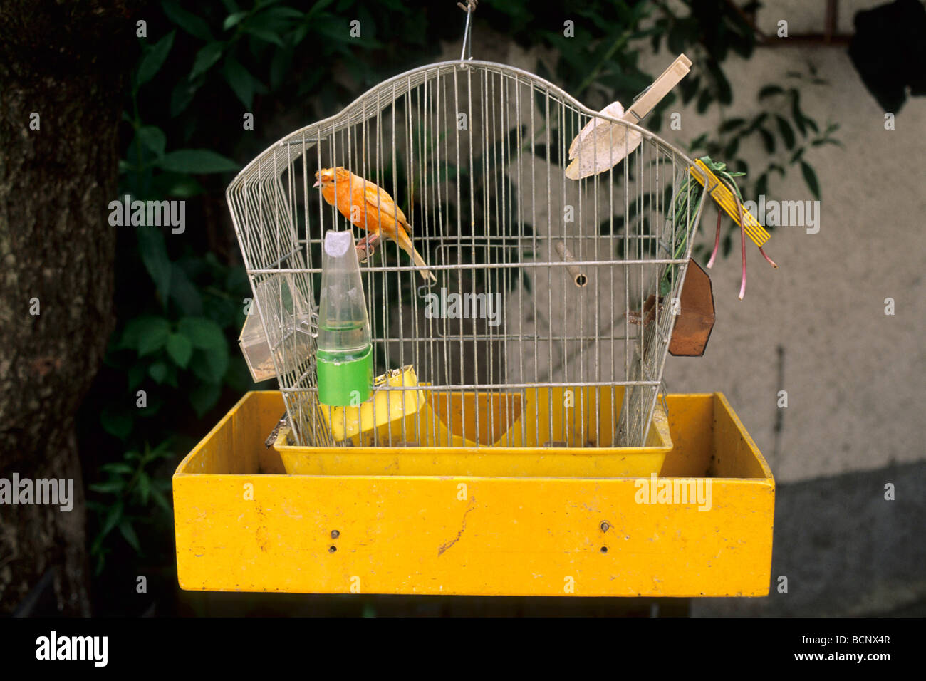 Canaries at nest hi-res stock photography and images - Alamy