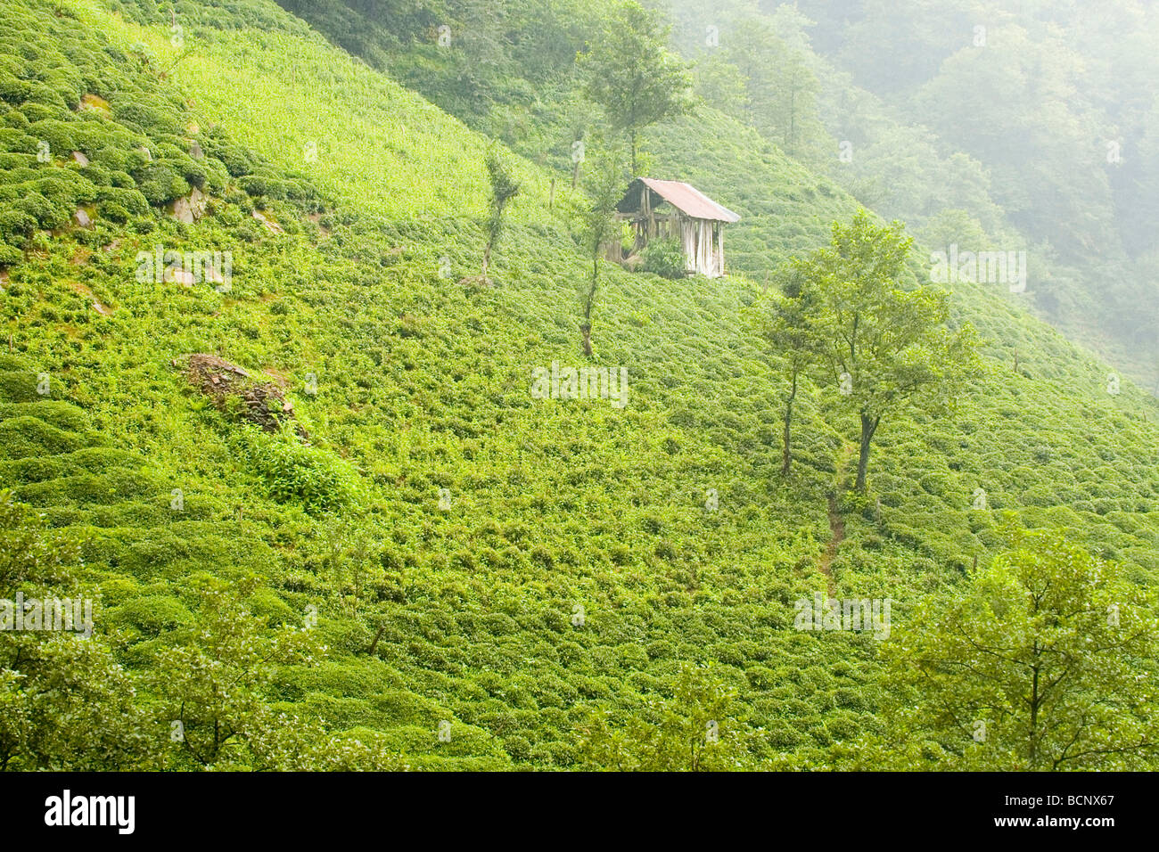 Turkey tea plantation hi-res stock photography and images - Alamy