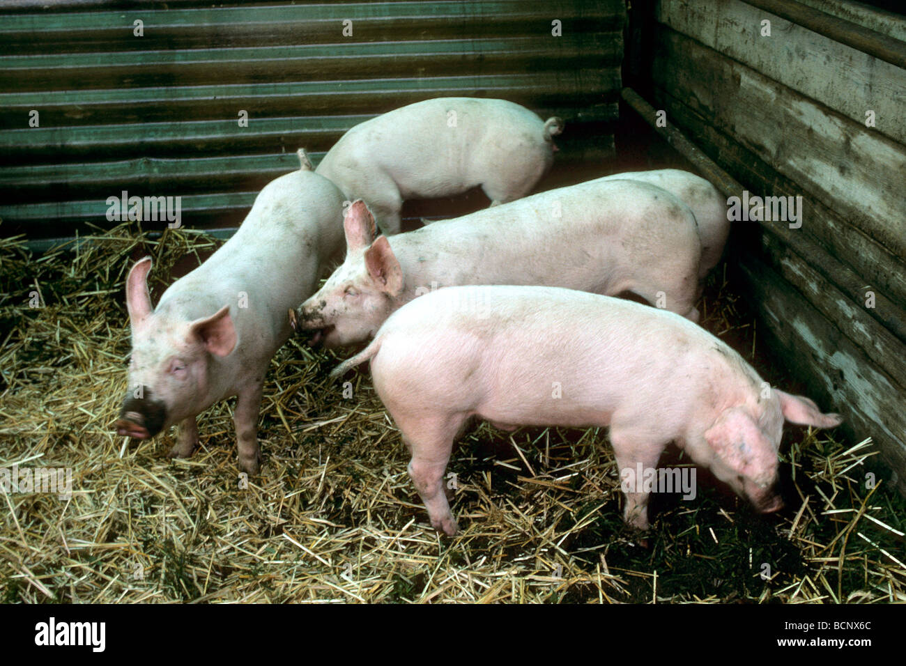 Pigheaded hi-res stock photography and images - Alamy