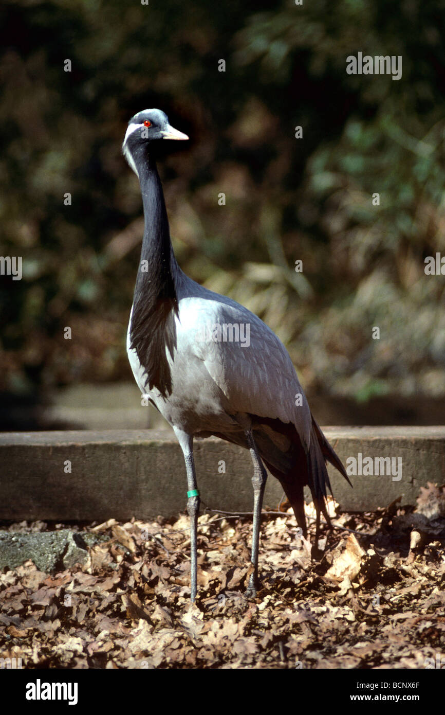 Heron type bird hi-res stock photography and images - Alamy