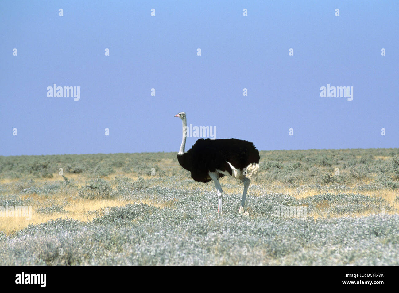 Ostrich anatomy hi-res stock photography and images - Alamy