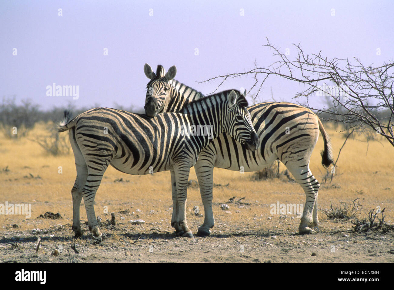zebra zebra crossing Stock Photo - Alamy