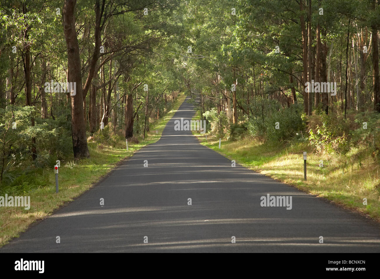 Avenue of Gum Trees Alpine Way Kosciuszko National Park Snowy Mountains ...