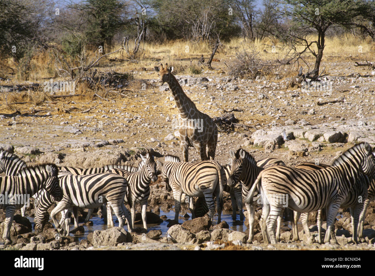 zebra zebra crossing Stock Photo - Alamy