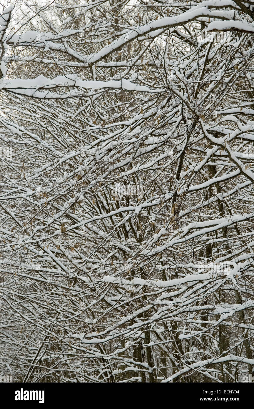 Winter landscape after snow storm branches bended by snow Stock Photo ...