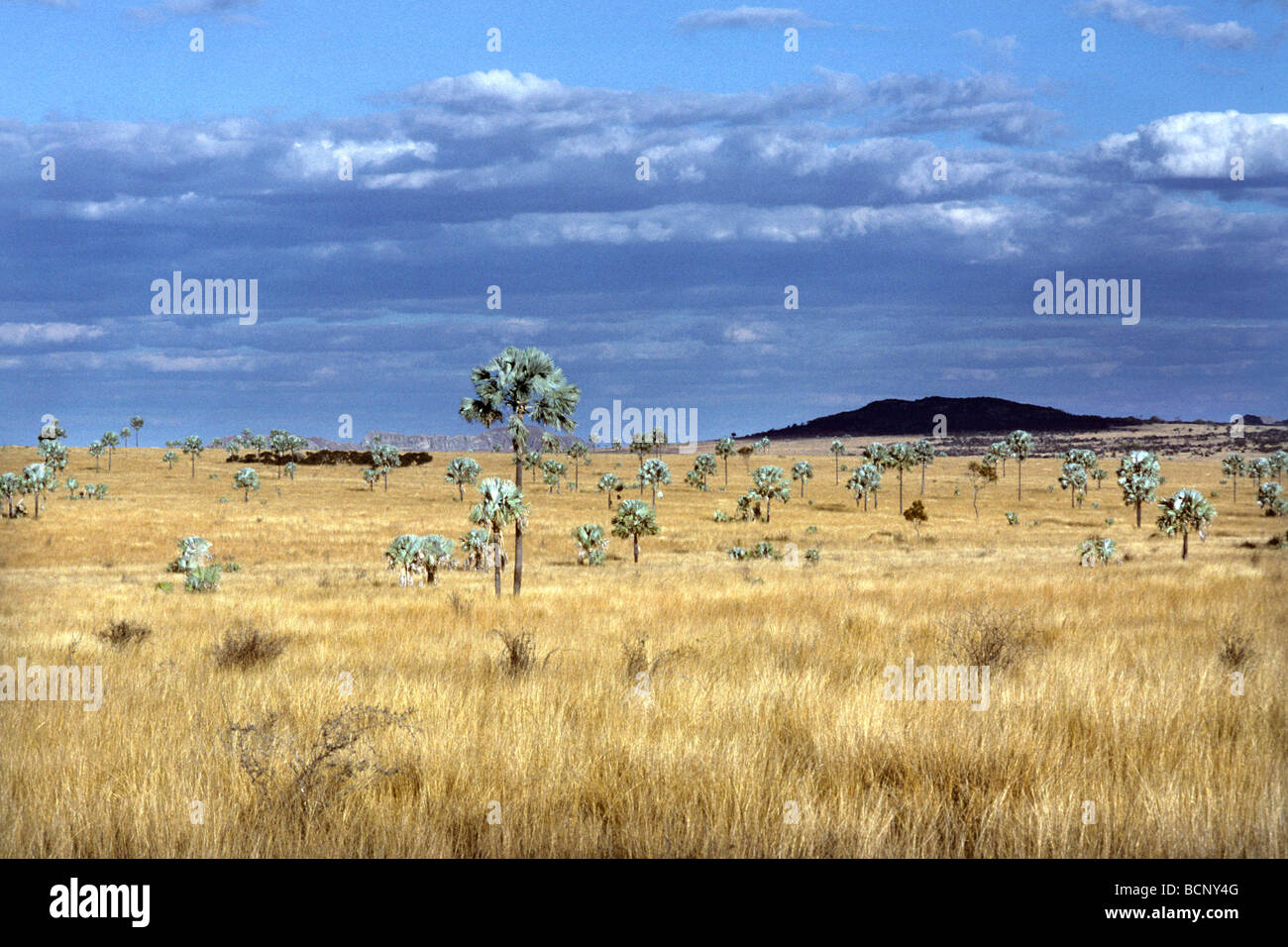 madagascar ranohira isalo national park Stock Photo - Alamy