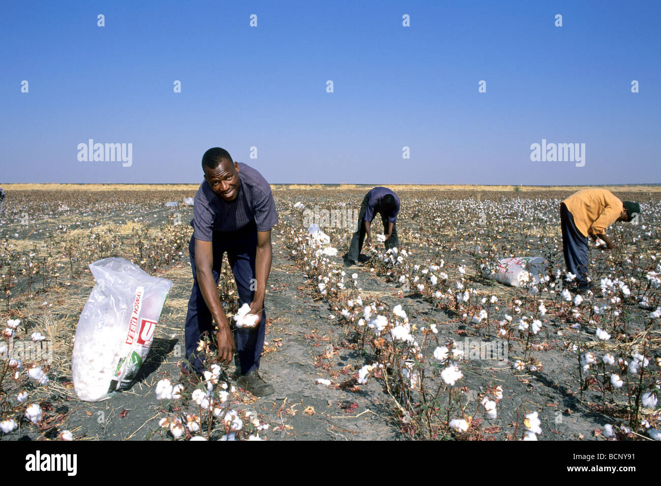 Botswana in cotton field near hi-res stock photography and images - Alamy
