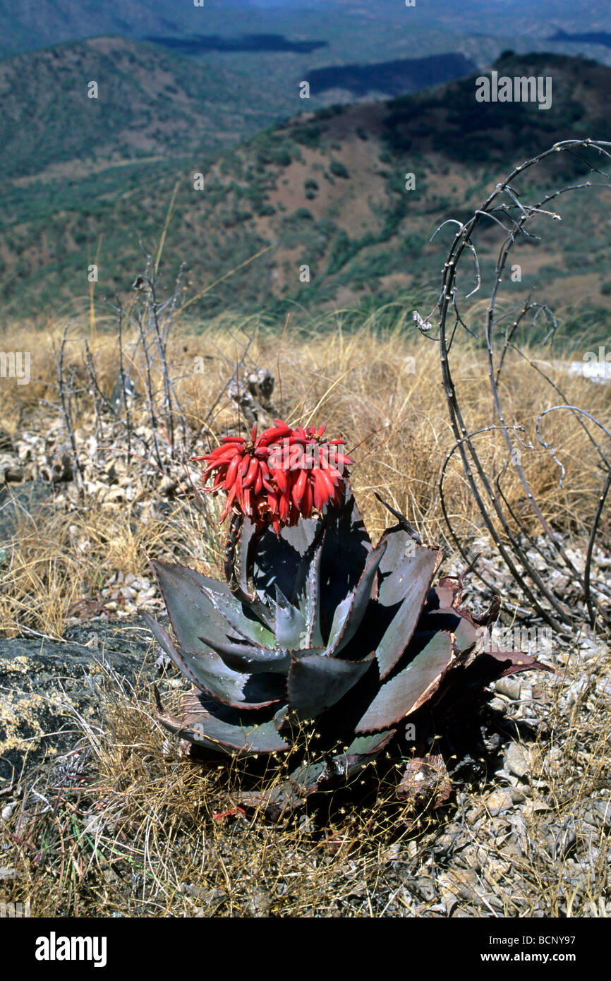 Nyika national park hi-res stock photography and images - Alamy