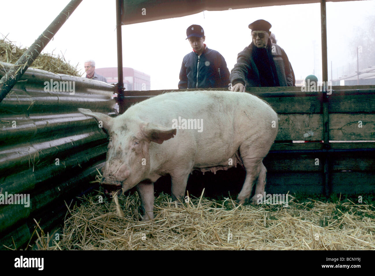 Pigheaded hi-res stock photography and images - Alamy