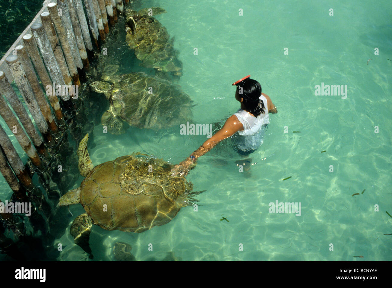 Turtle farm mexico hi-res stock photography and images - Alamy