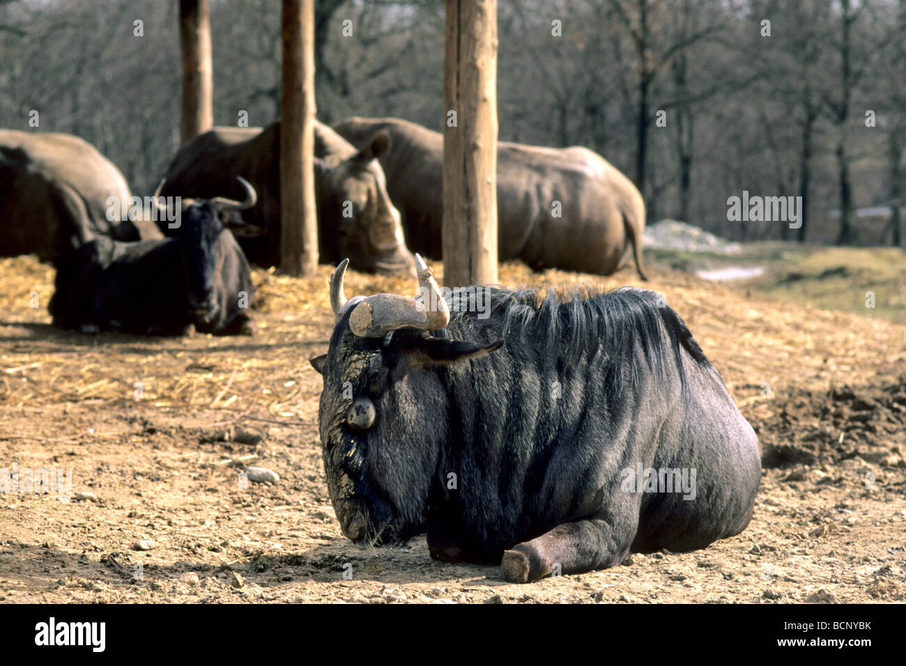 Gnu symbol hi-res stock photography and images - Alamy