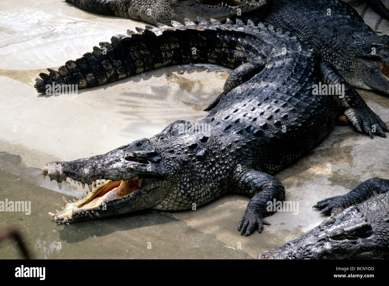 Arid adapted grasses hi-res stock photography and images - Alamy