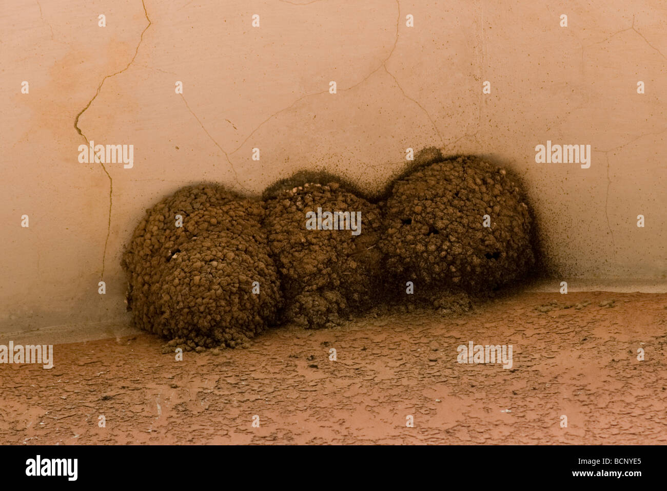 swallow s nest Stock Photo - Alamy