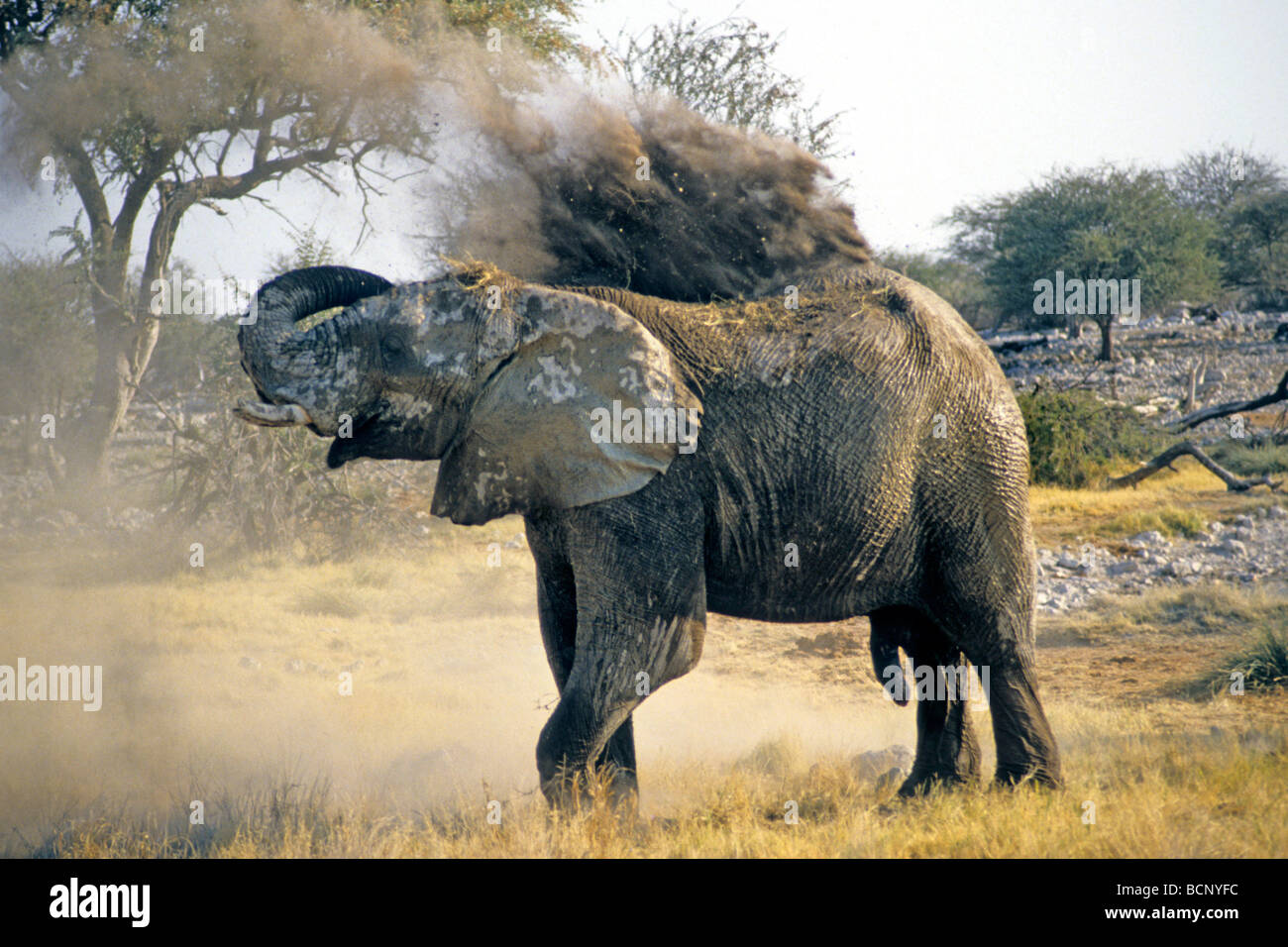 Namibia and desert elephant and dune hi-res stock photography and ...
