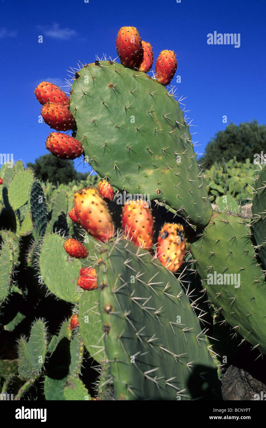 Moroccan prickly pears hi-res stock photography and images - Alamy