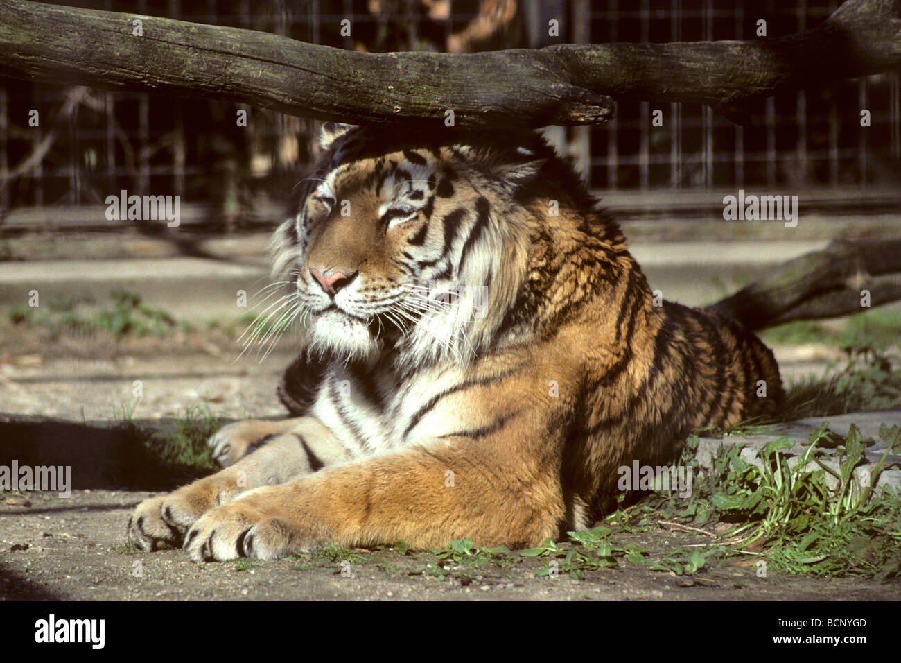 animals in the zoo tiger Stock Photo - Alamy