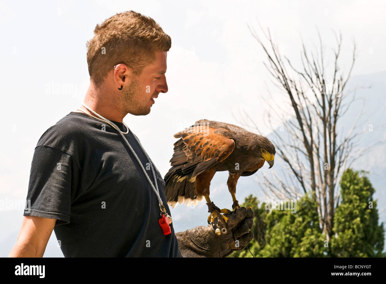Hawk rapacious predatory bird hi-res stock photography and images - Alamy