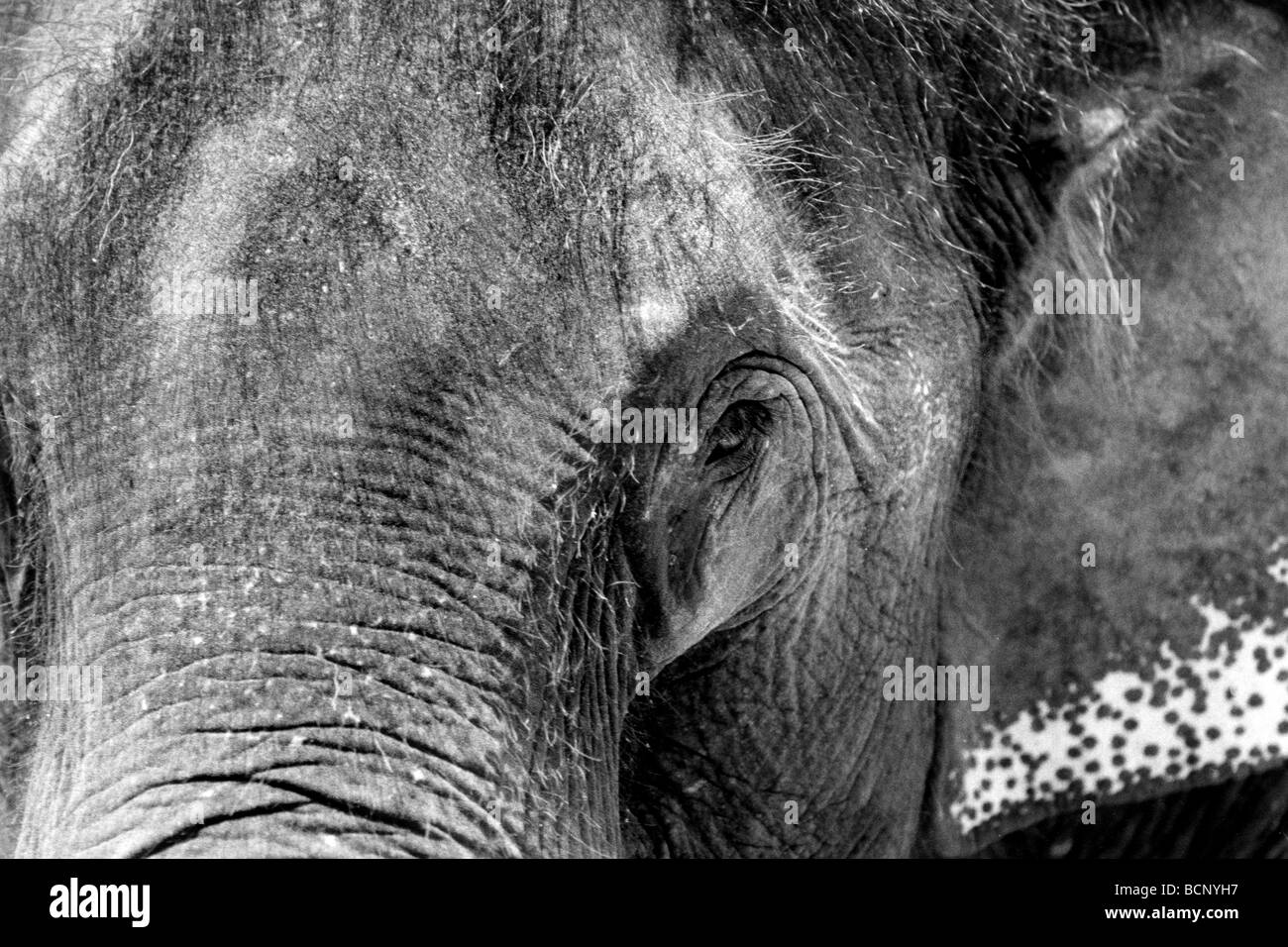 Elephant hunting ceylon hi-res stock photography and images - Alamy