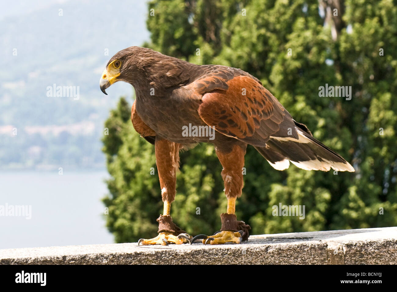 hawk falcon Stock Photo - Alamy