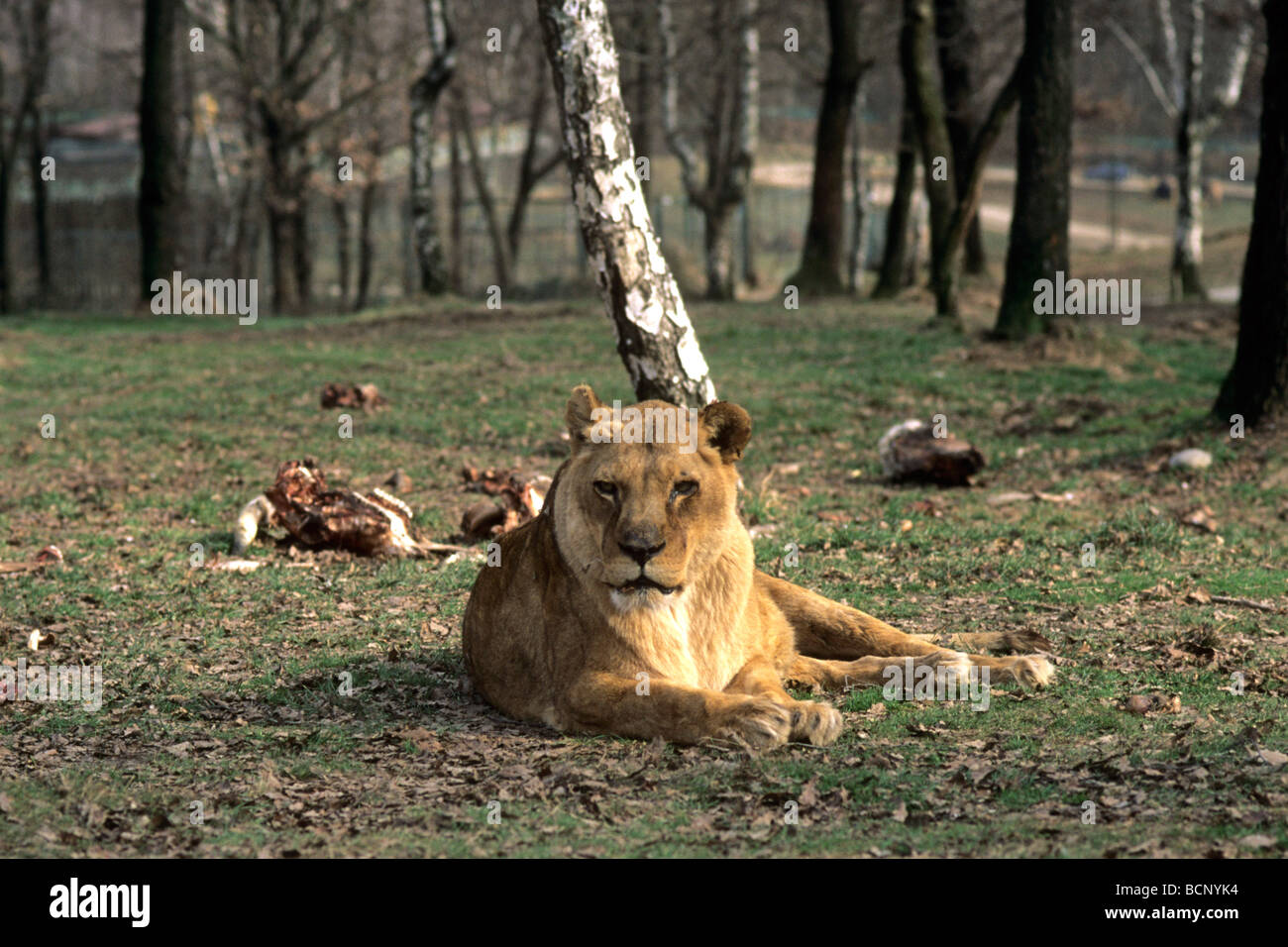 Lion field animals in wild hi-res stock photography and images - Alamy