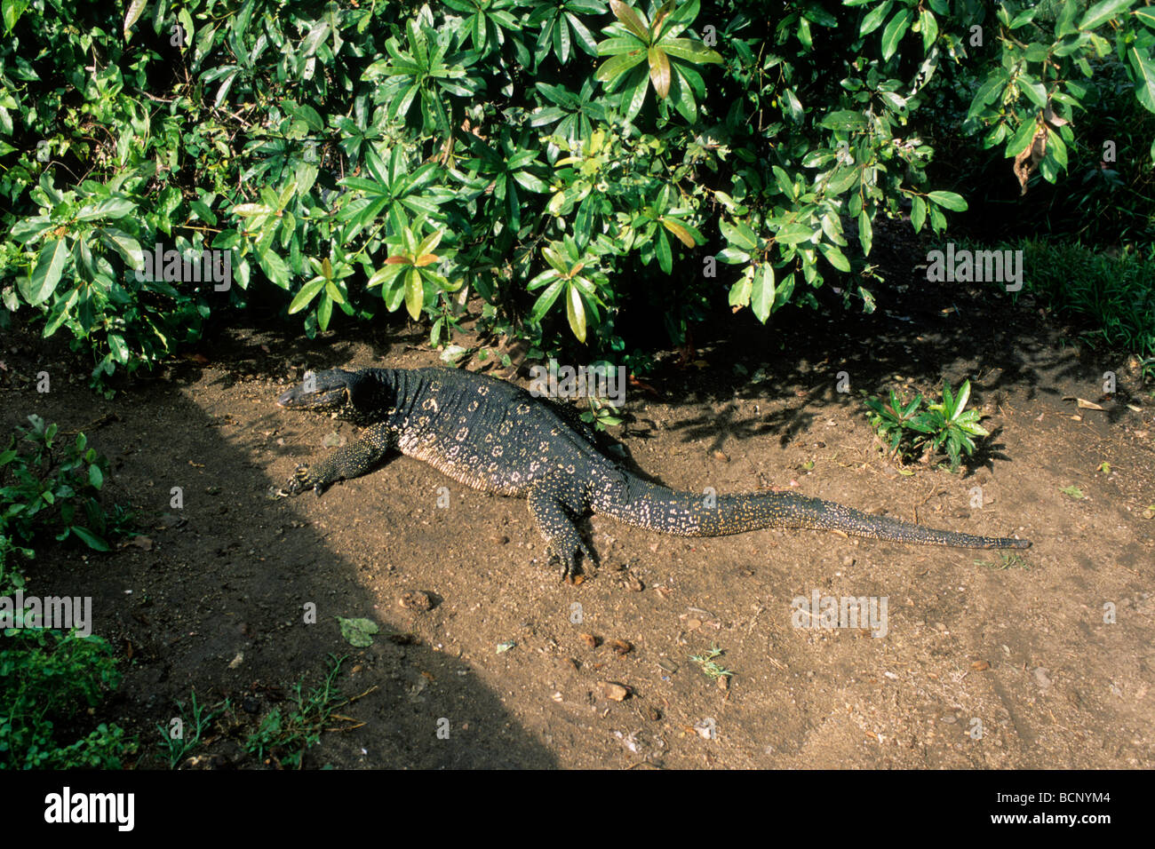 Varano hi-res stock photography and images - Alamy