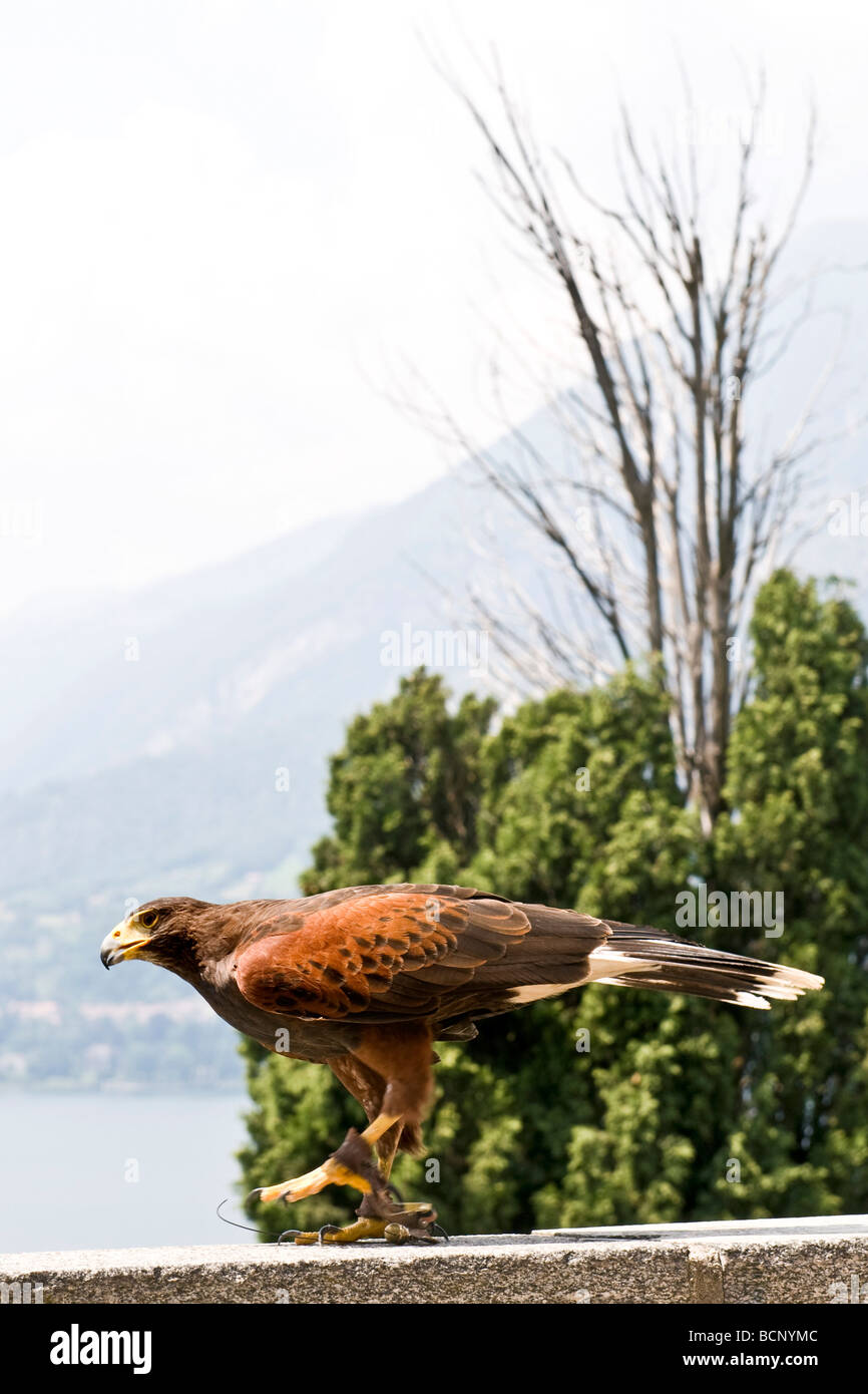 Hawk rapacious predatory bird hi-res stock photography and images - Alamy