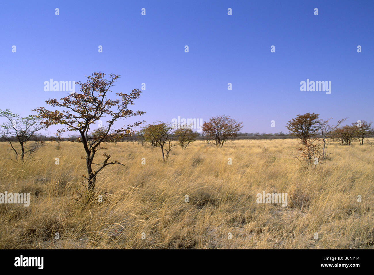 Arid adapted grasses hi-res stock photography and images - Alamy