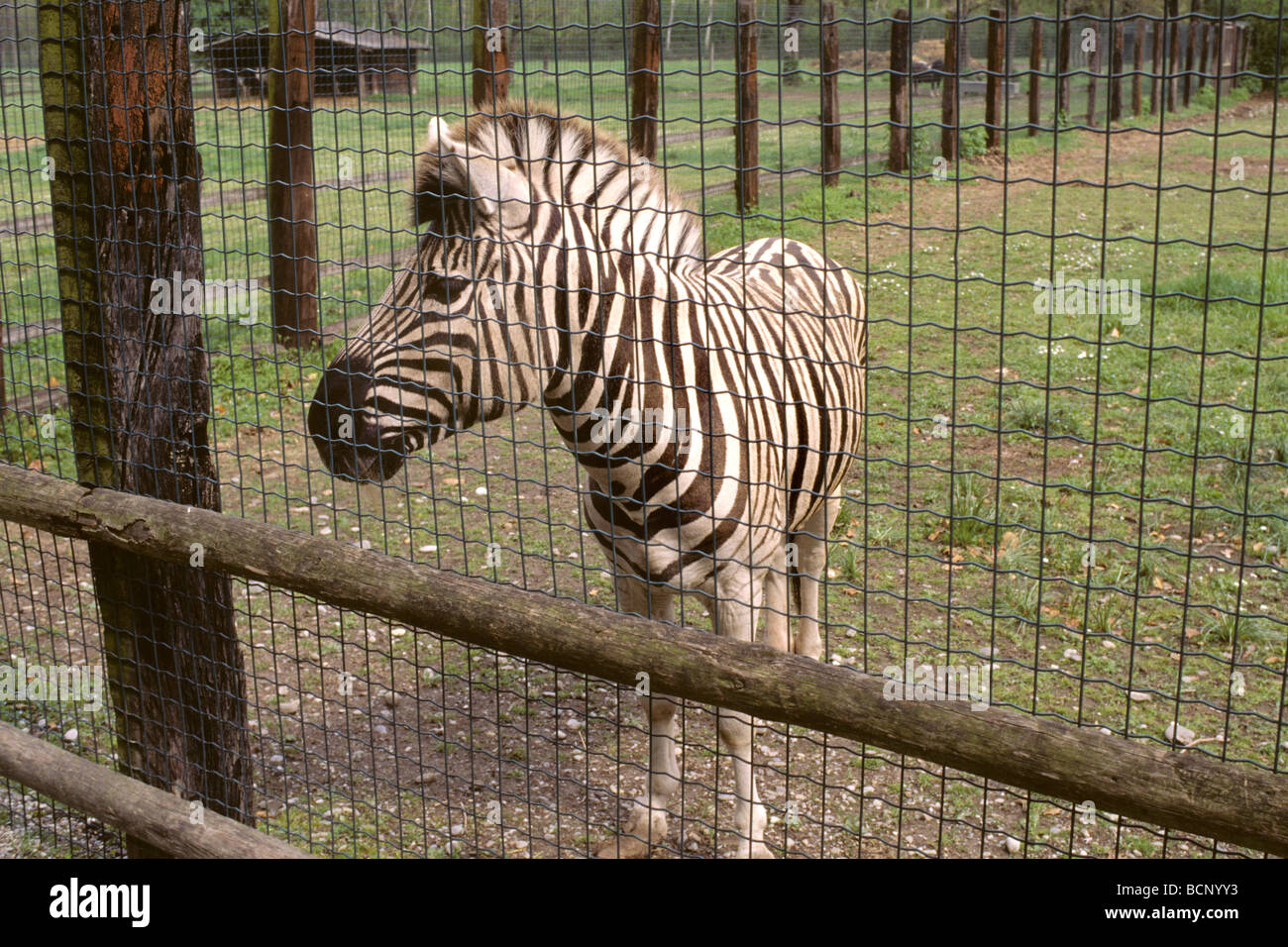 animals in the zoo zebra Stock Photo - Alamy