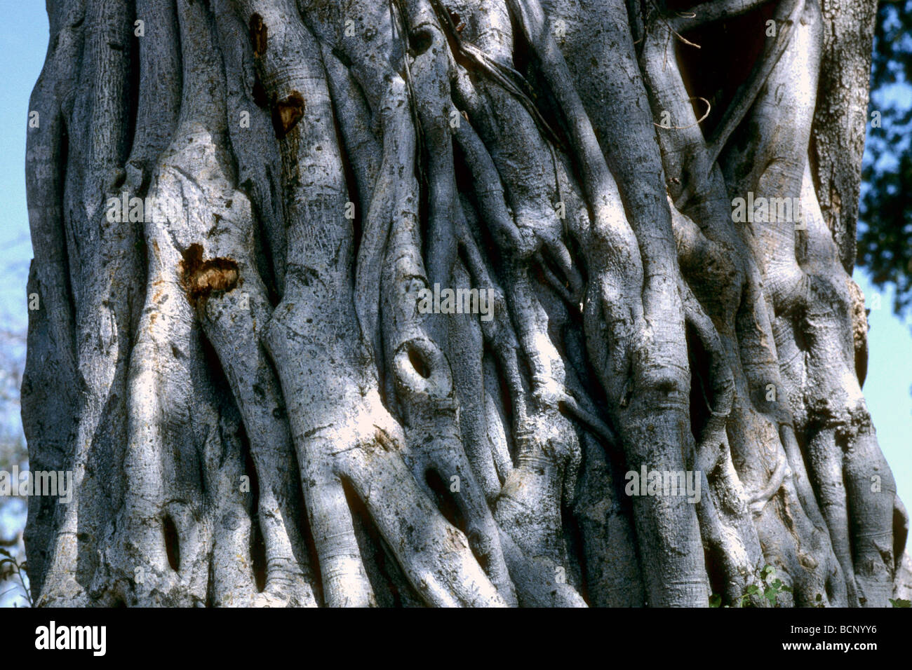 malawi big tree Stock Photo - Alamy