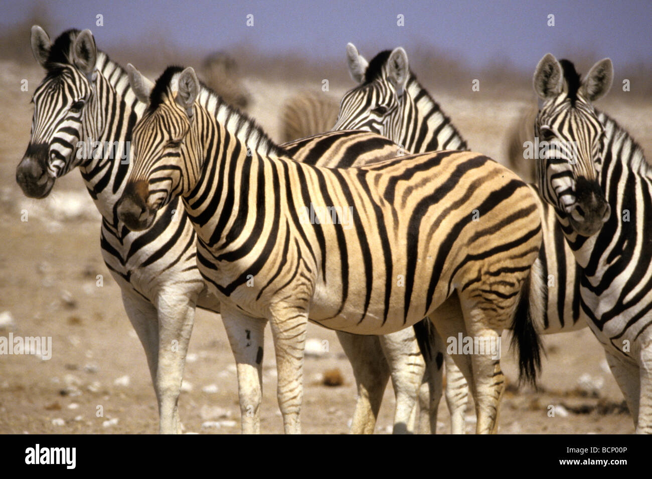 zebra zebra crossing Stock Photo - Alamy