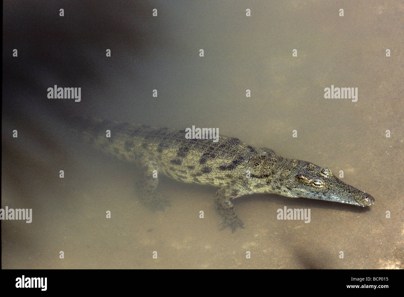 Crocodile silhouettes hi-res stock photography and images - Alamy