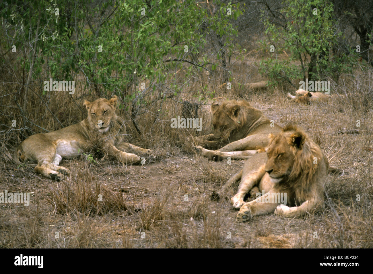 Lions anatomy hi-res stock photography and images - Alamy