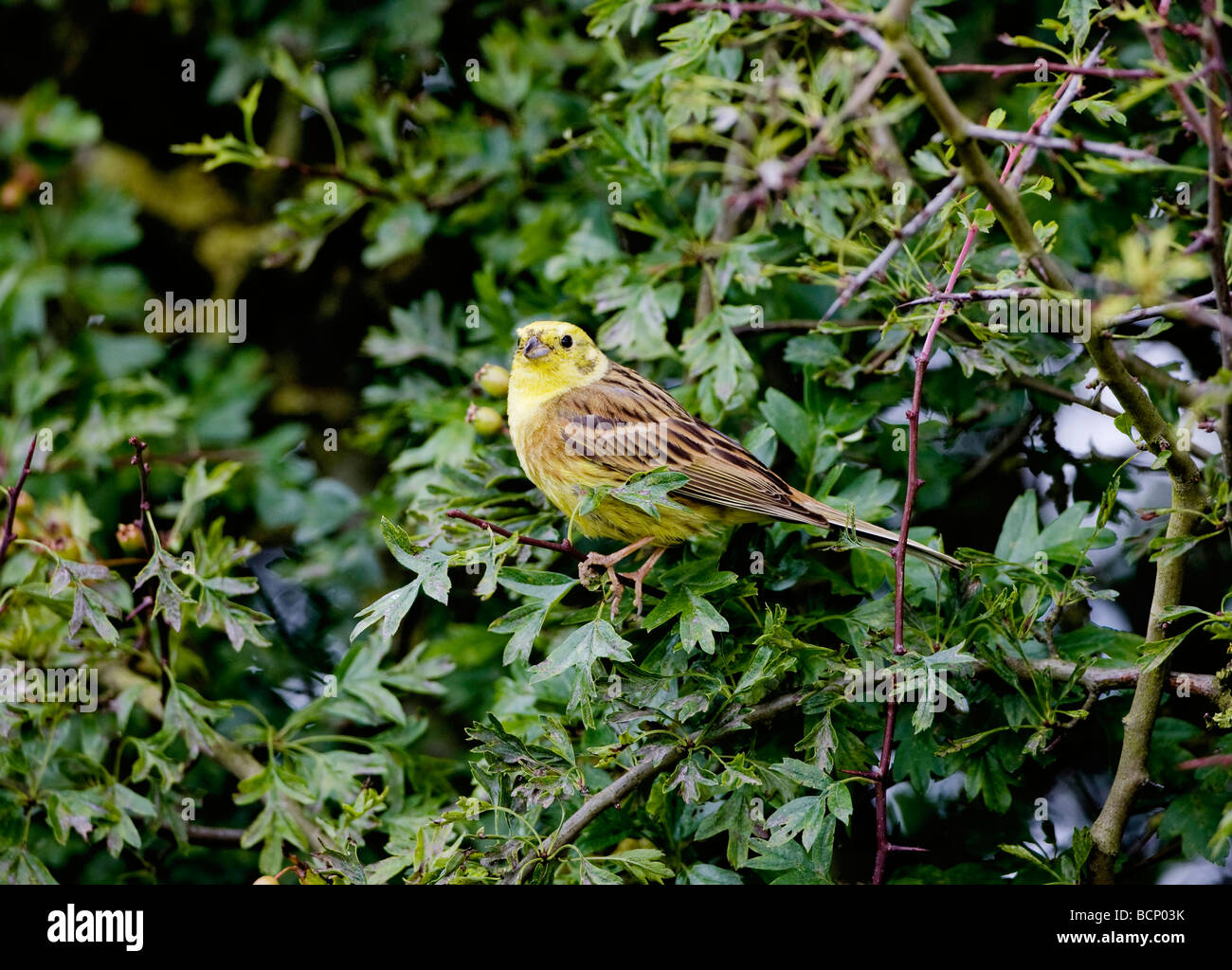Yellowhammer perched in hedge hi-res stock photography and images - Alamy