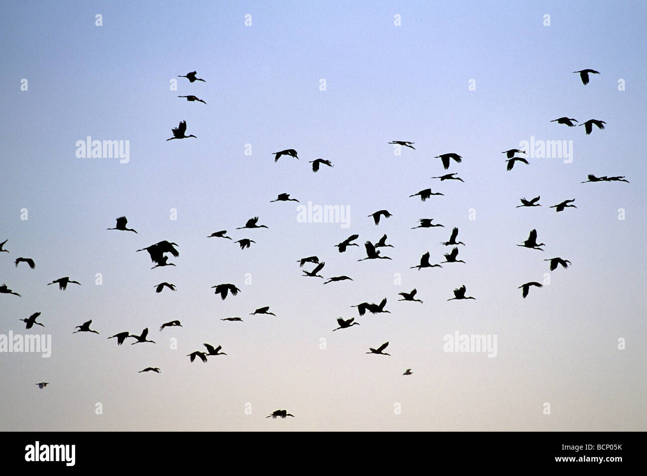 flock of birds Stock Photo - Alamy