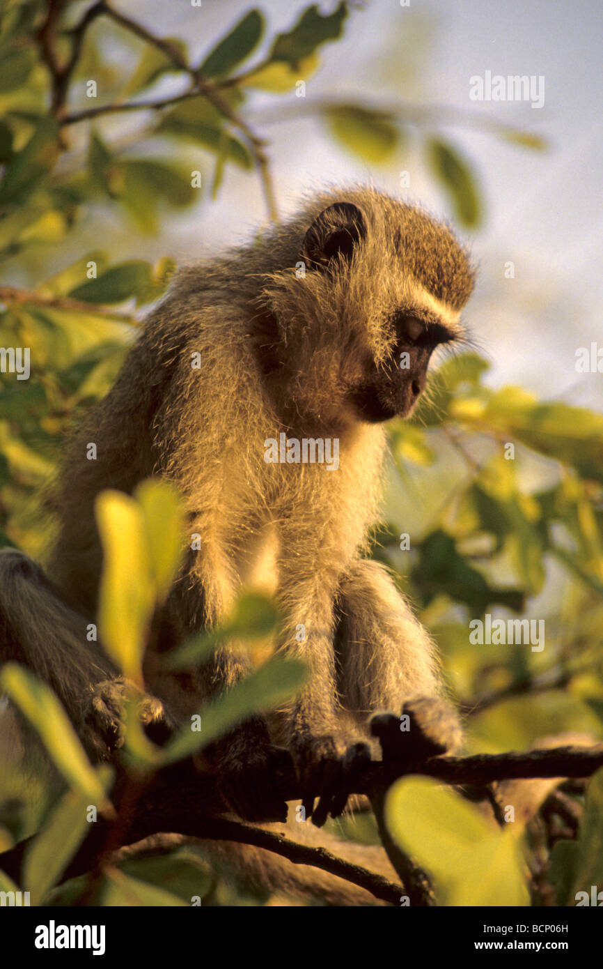 Dangerous Baboons High Resolution Stock Photography and Images - Alamy