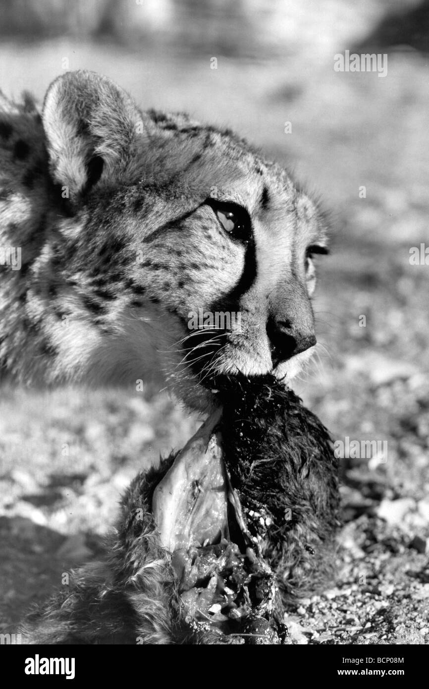 Cheetah feline Black and White Stock Photos & Images - Alamy