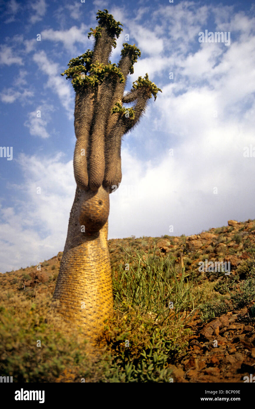 Natives south africa hi-res stock photography and images - Alamy
