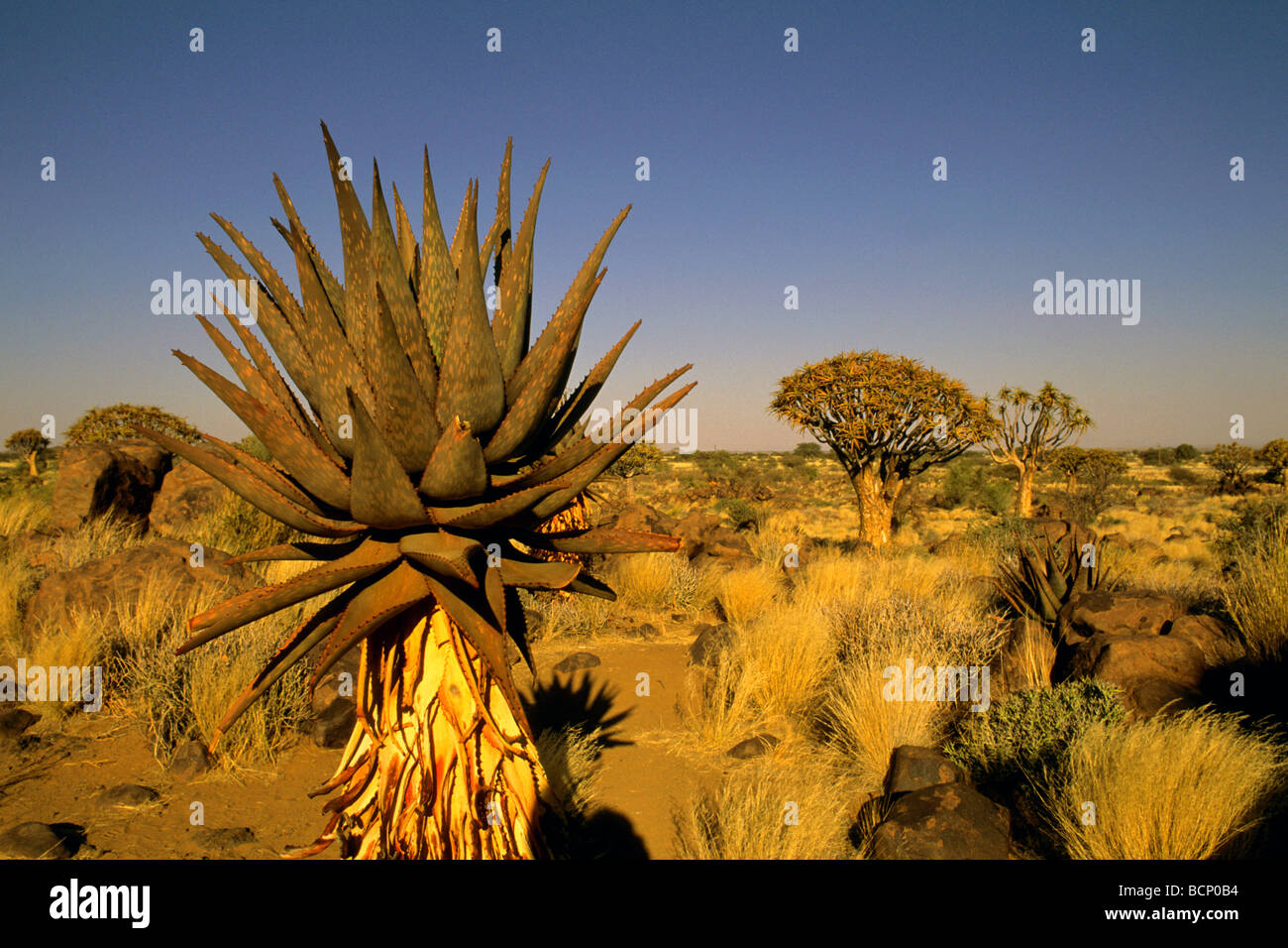 namibia Agave Kokerboom forest Keetmanshop Stock Photo - Alamy