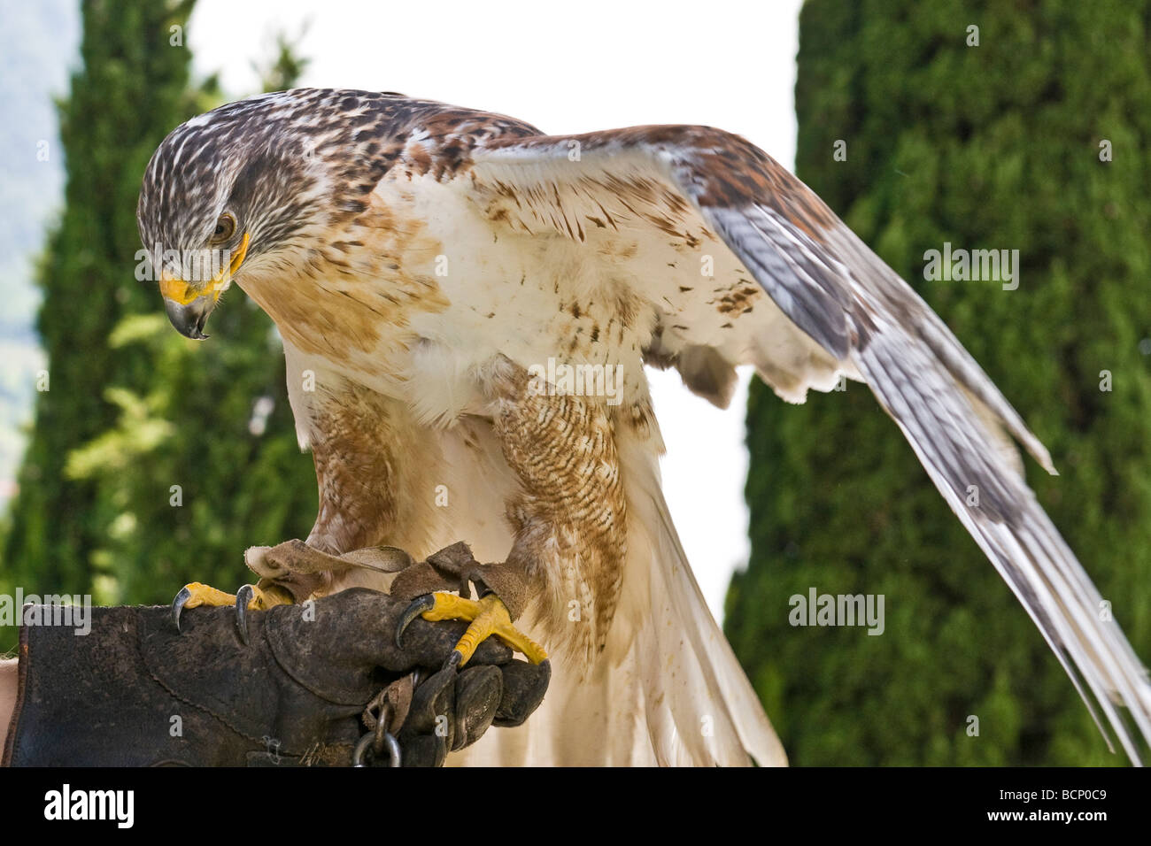 Hawk rapacious predatory bird hi-res stock photography and images - Alamy