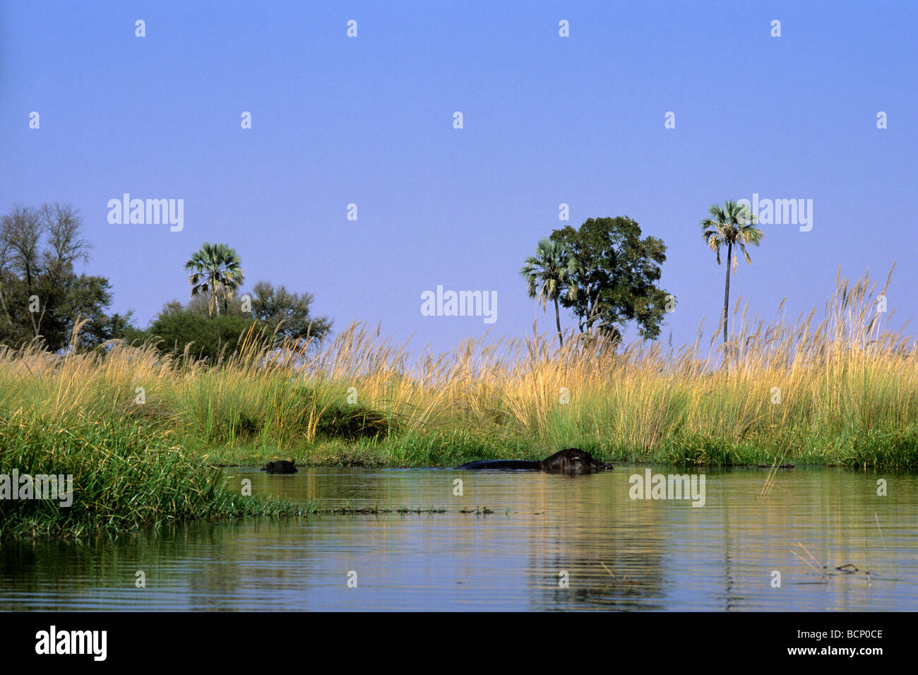botswana okavango delta Stock Photo - Alamy