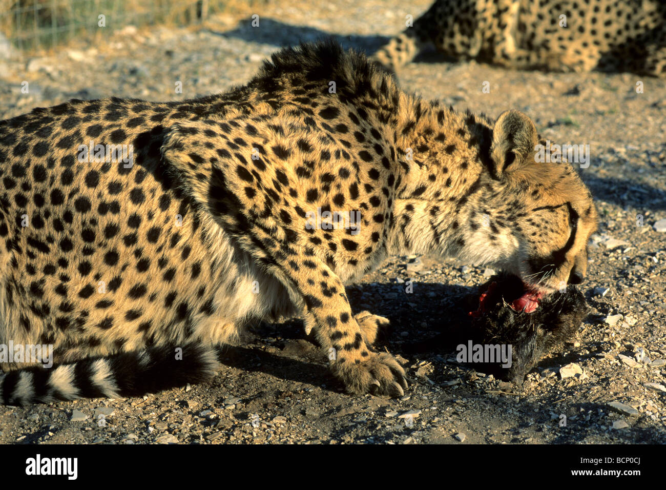 Cheetah anatomy hi-res stock photography and images - Alamy