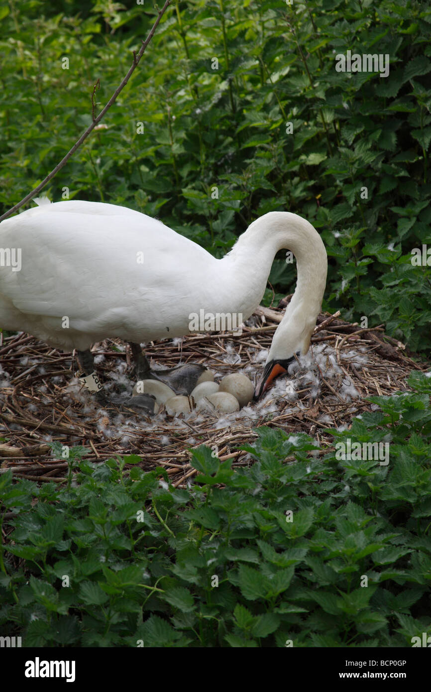 Mute swan Cygnus olor turning eggs in nest Stock Photo - Alamy