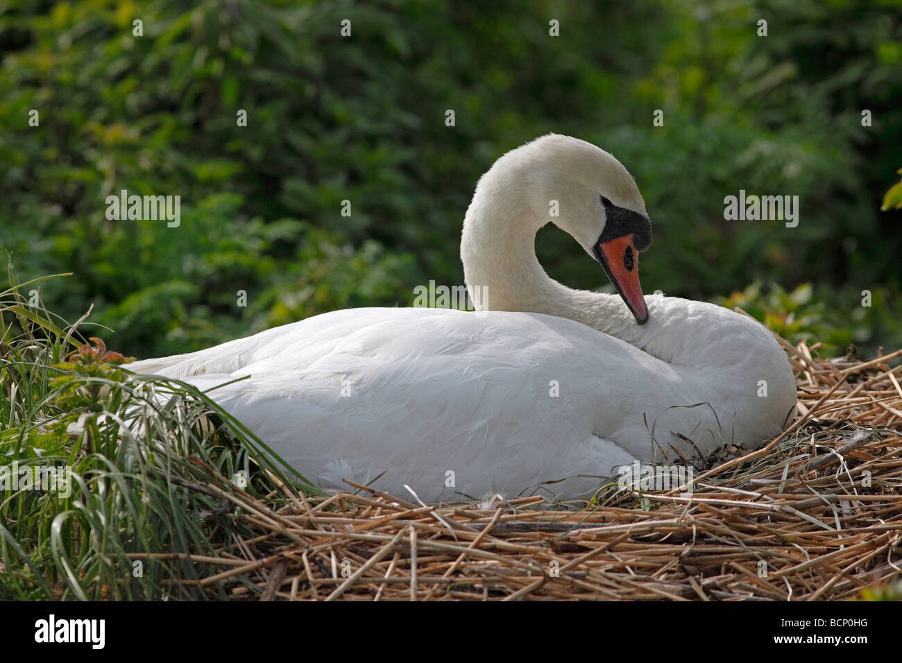 Swan sitting on nest hi-res stock photography and images - Alamy