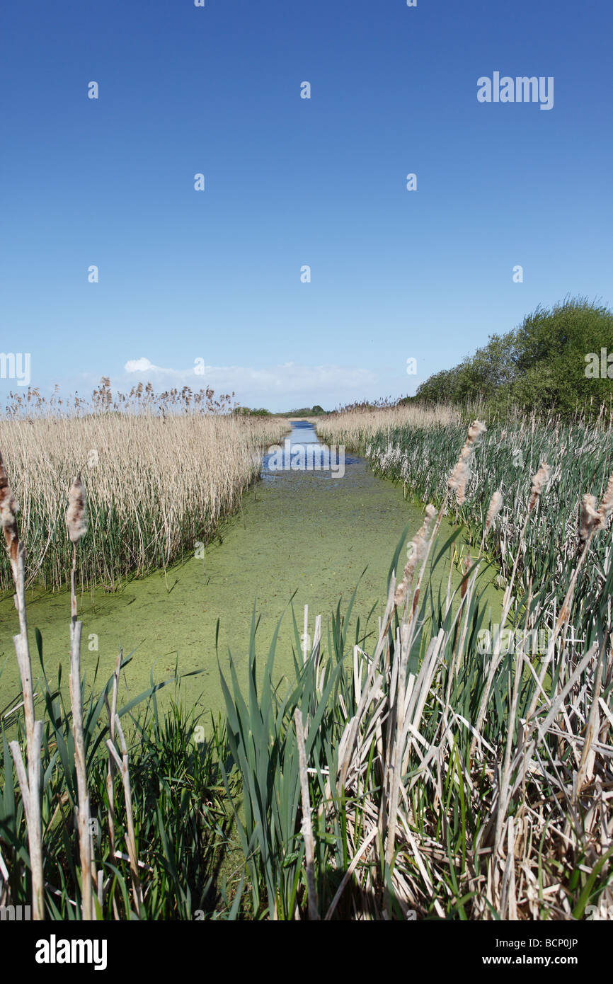 Somerset levels in spring Stock Photo - Alamy
