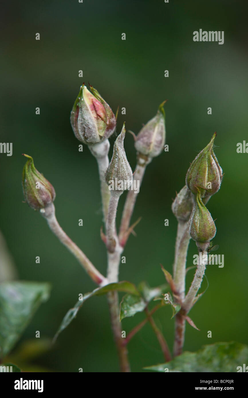Powdery mildew on rose plant with buds Stock Photo - Alamy